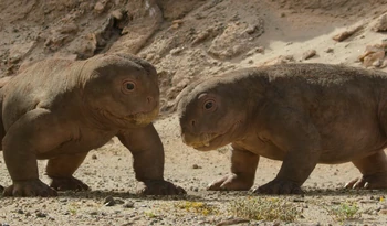 Lystrosaurus | Life On Our Planet Wiki | Fandom