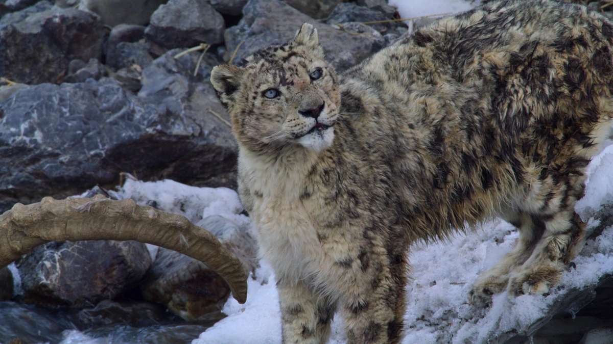 Snow leopard | Life on Our Planet Wiki | Fandom