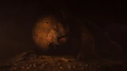 Lystrosaurus | Life on Our Planet Wiki | Fandom