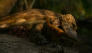 Marasuchus | Life on Our Planet Wiki | Fandom