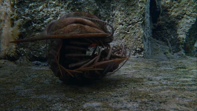 Olenoides | Life on Our Planet Wiki | Fandom