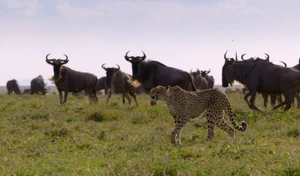 Chapter 7: Inheriting the Earth | Life on Our Planet Wiki | Fandom