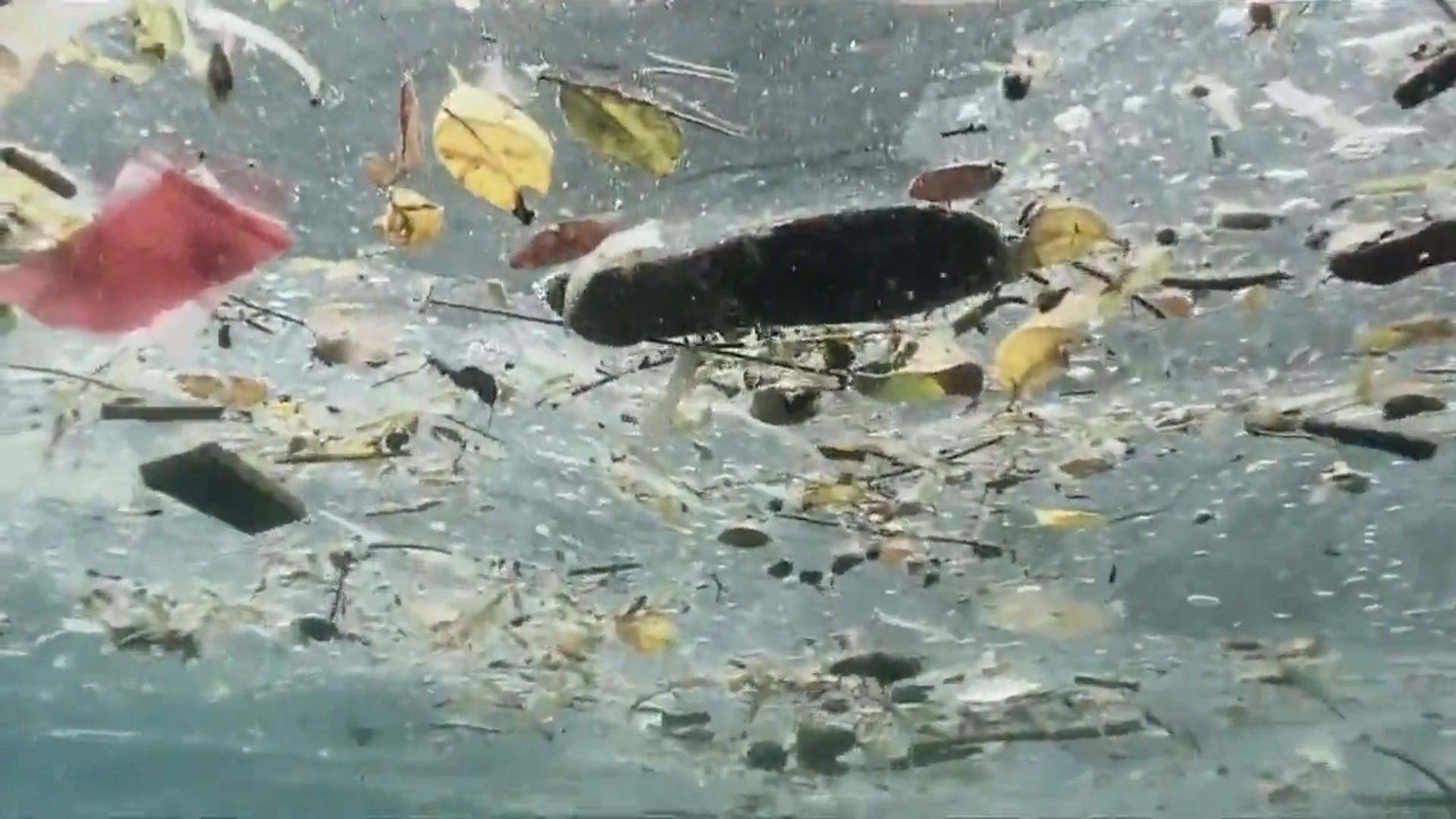 Great Pacific Garbage Patch Fish