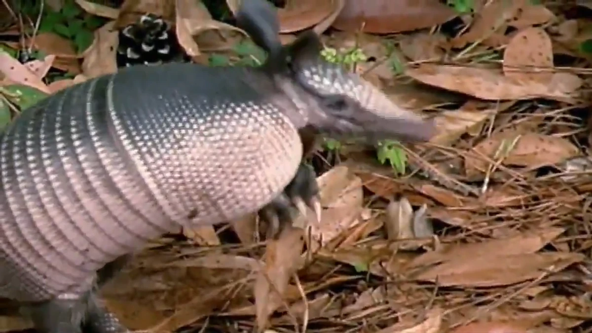 Armadillos | Life After People Wiki | Fandom