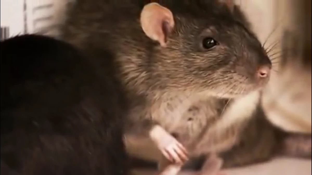 Category:Animals | Life After People Wiki | Fandom