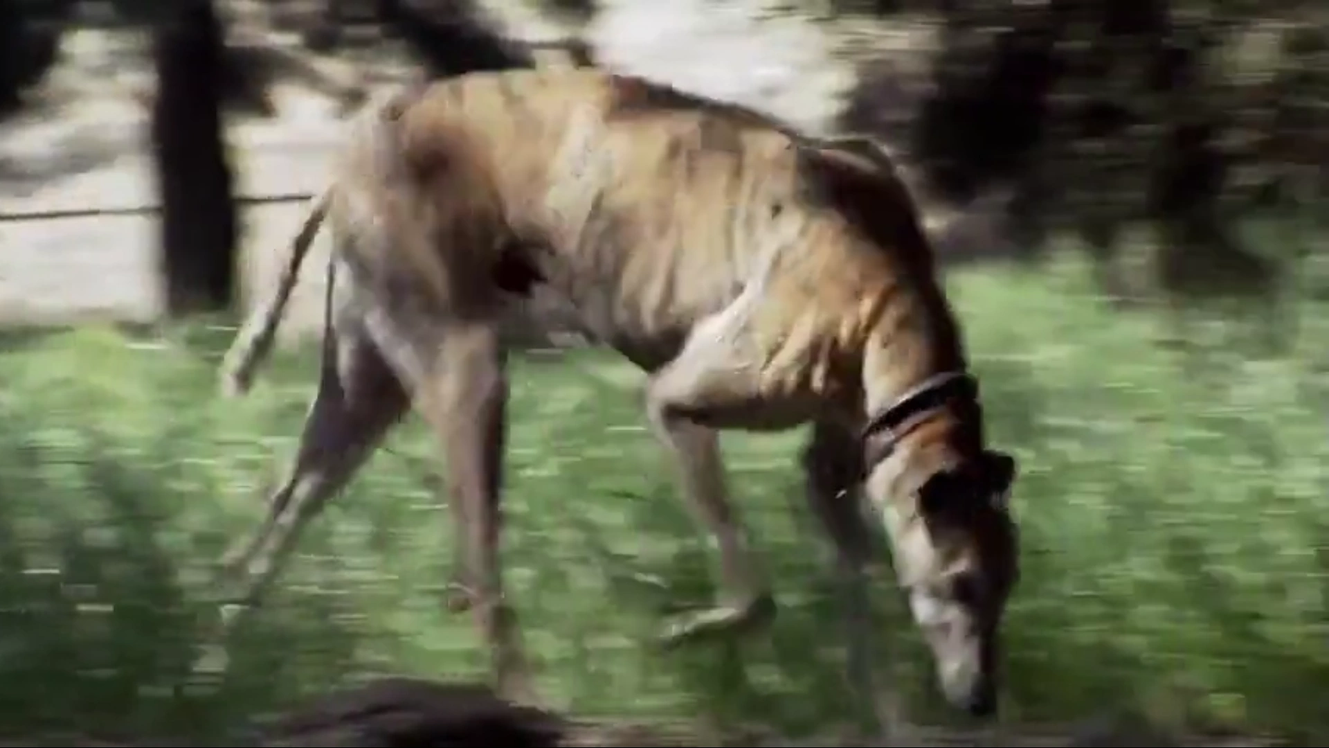 Will Greyhounds Become Extinct