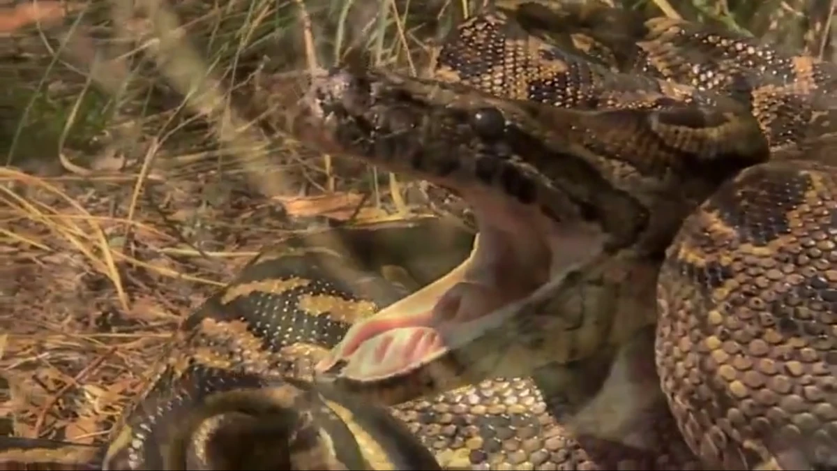 Burmese pythons | Life After People Wiki | Fandom