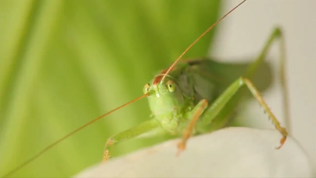 Grasshoppers | Life After People Wiki | Fandom