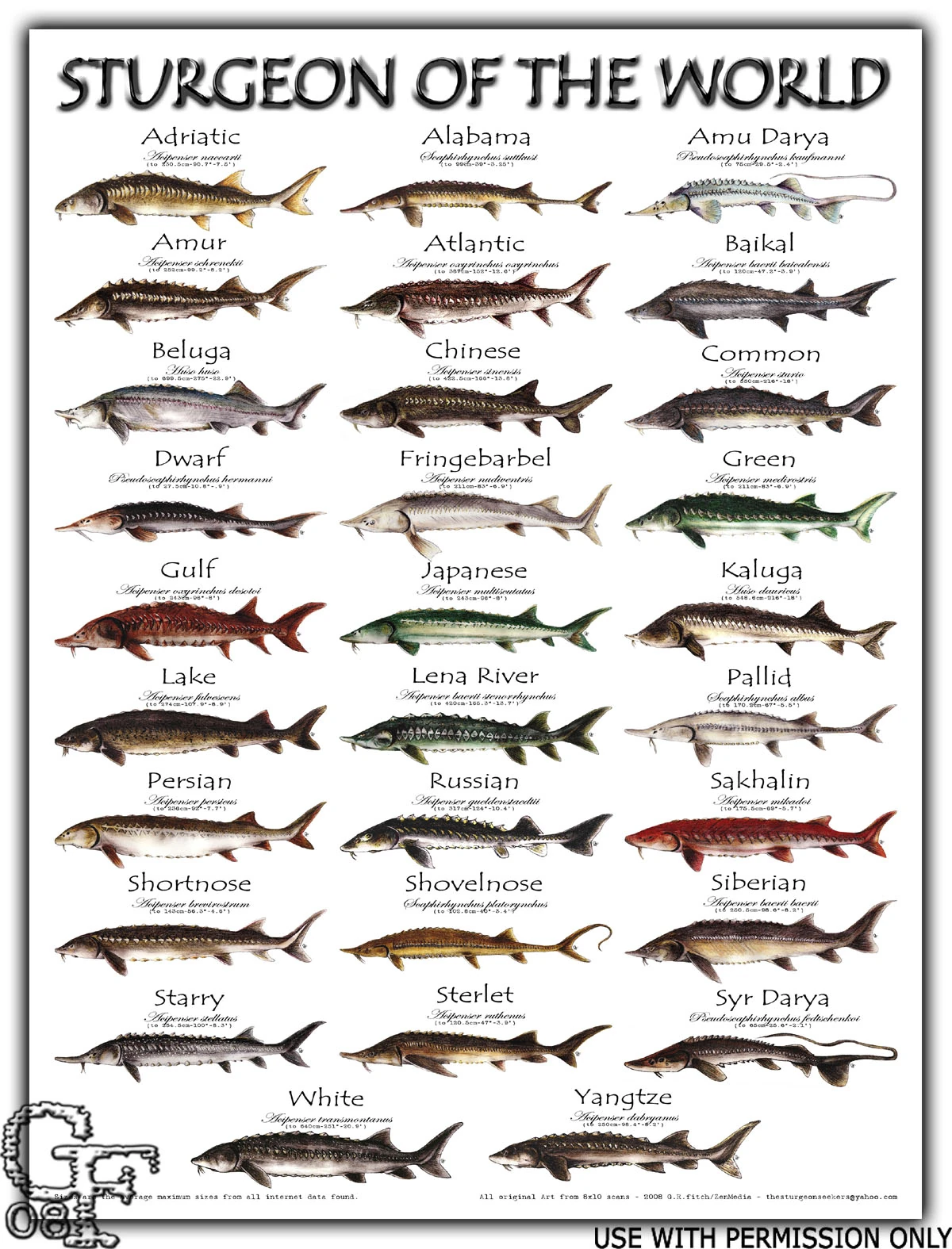 Sakhalin Sturgeon Sakhalin Sturgeon