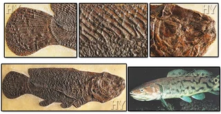 Amiiformes (Taxonomy) | Life Wikia | Fandom