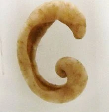 Aplacophora | Life Wikia | Fandom