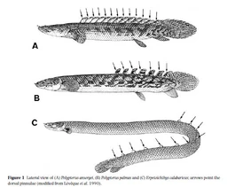 Polypteriformes (Taxonomy) | Life Wikia | Fandom