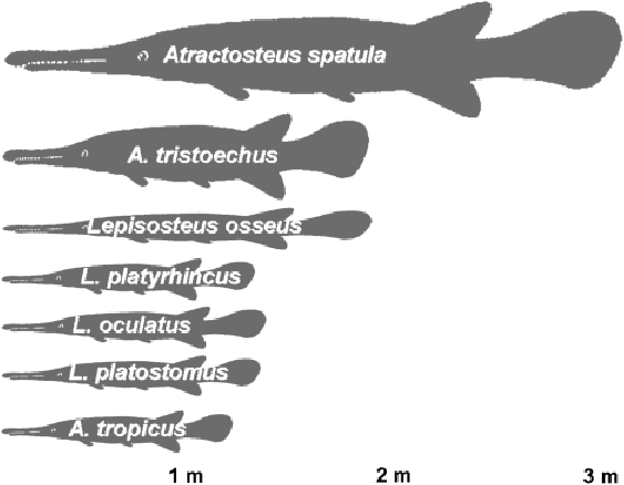 Lepisosteiformes (Taxonomy) | Life Wikia | Fandom