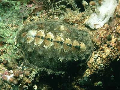 Polyplacophora | Life Wikia | Fandom