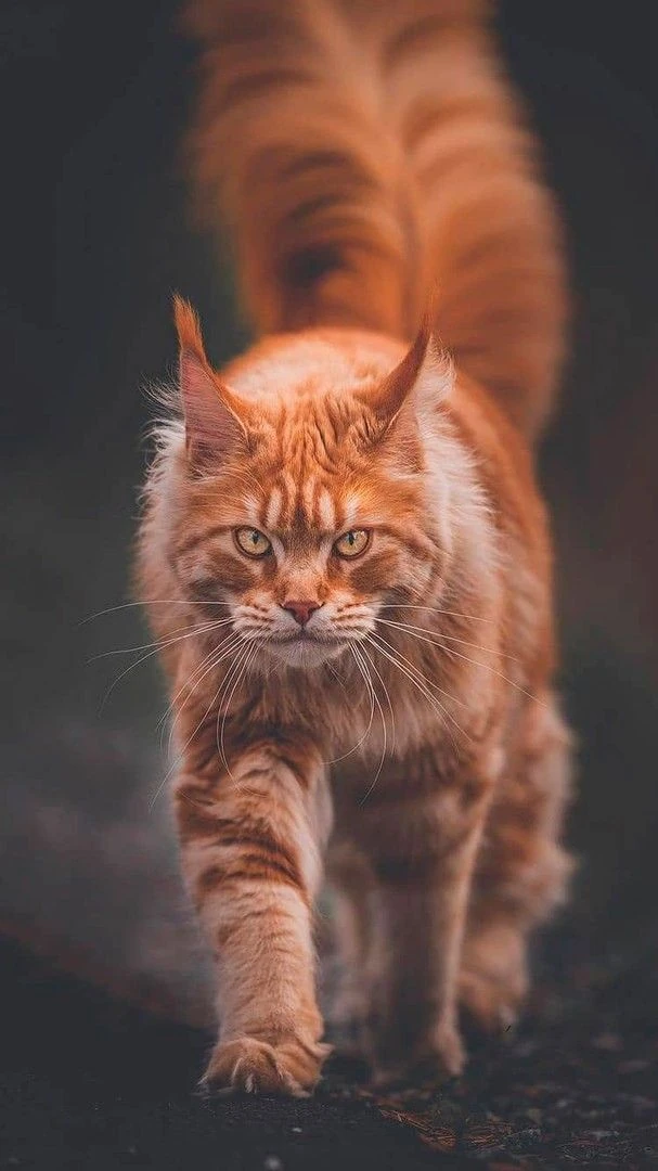 Rowanstar | Light from StarClan Warriors AU Wiki | Fandom