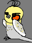 Nova (Cockatiel) | Light-Fur's Wiki | Fandom