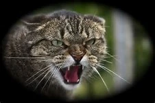 The Fierce | LightningClan Roleplay Wiki | Fandom