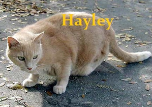 Hayley | LightningClan Roleplay Wiki | Fandom