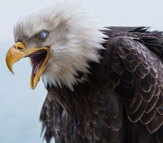 Lydia | Lily Hamm Wiki | Fandom