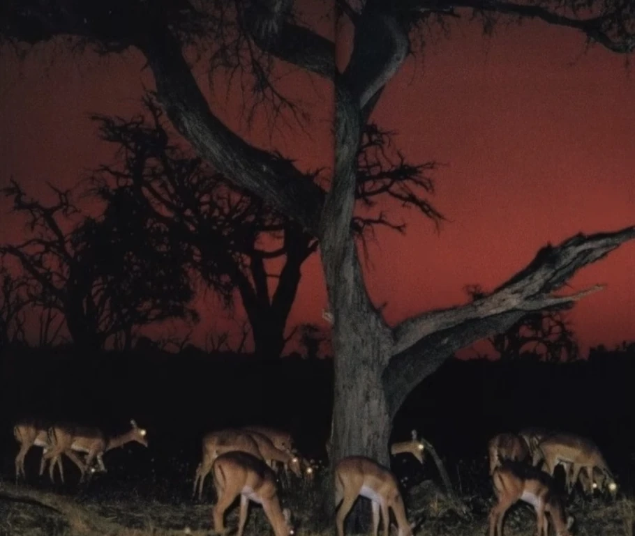 Deer | Liminal Abolishment Wiki | Fandom