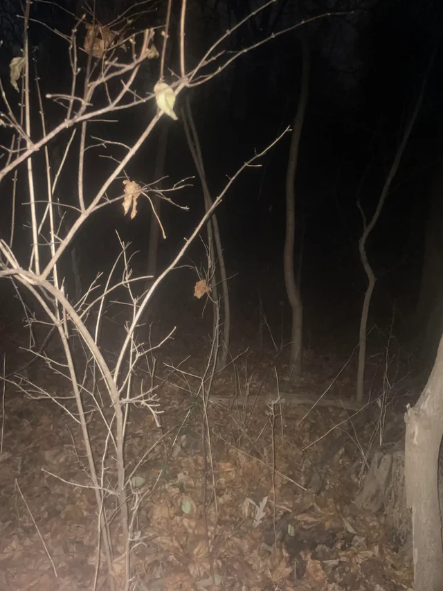 Level 8: Forest | Liminal Abolishment Wiki | Fandom