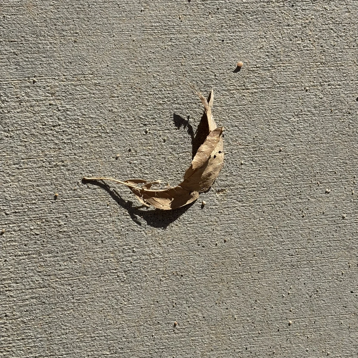 K3AW3 | Liminal Latte Wiki | Fandom