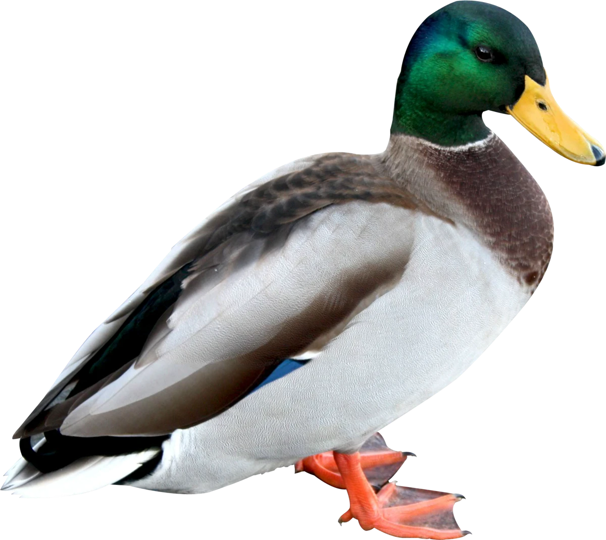 The Duck | Liminal Latte Wiki | Fandom