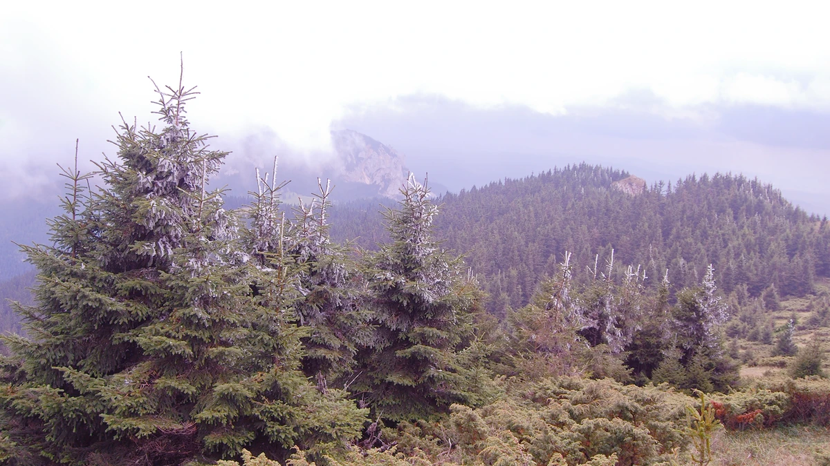 Trees | Liminal space photos Wiki | Fandom