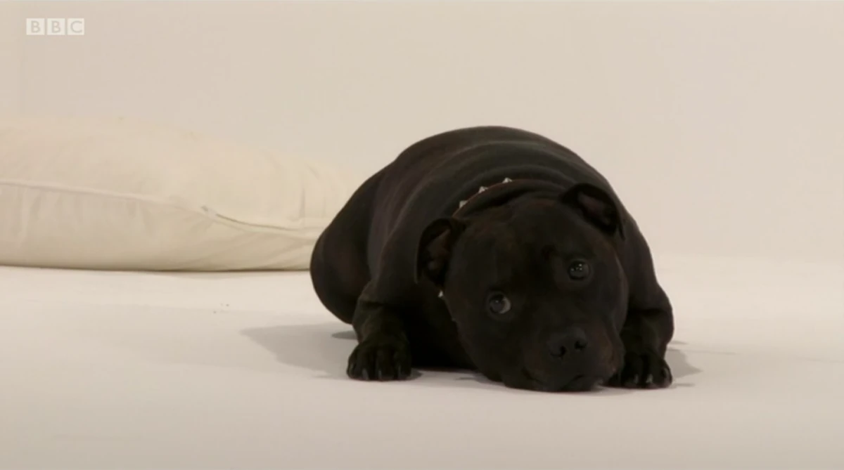 The Dog | Limmy Wiki | Fandom