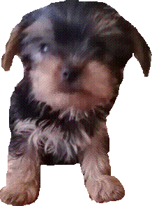 Such Dog | LimonGames Wiki | Fandom