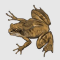 Lab Test Frog | Lioden Wiki | Fandom