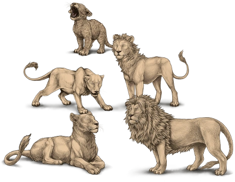 Cubs | Lioden Wiki | Fandom