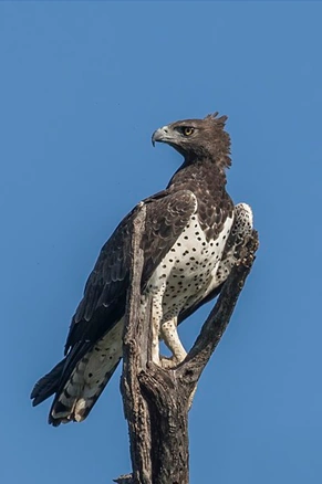 Eagles | Lion King/Lion Guard Wikia | Fandom