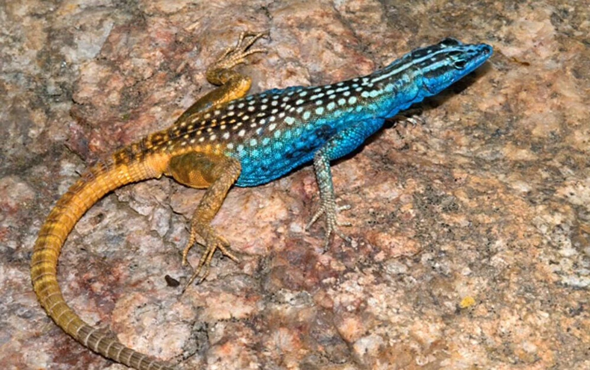 Lizards (reptile) | Lion King/Lion Guard Wikia | Fandom