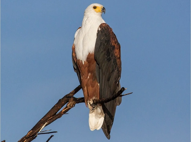 Eagles | Lion King/Lion Guard Wikia | Fandom