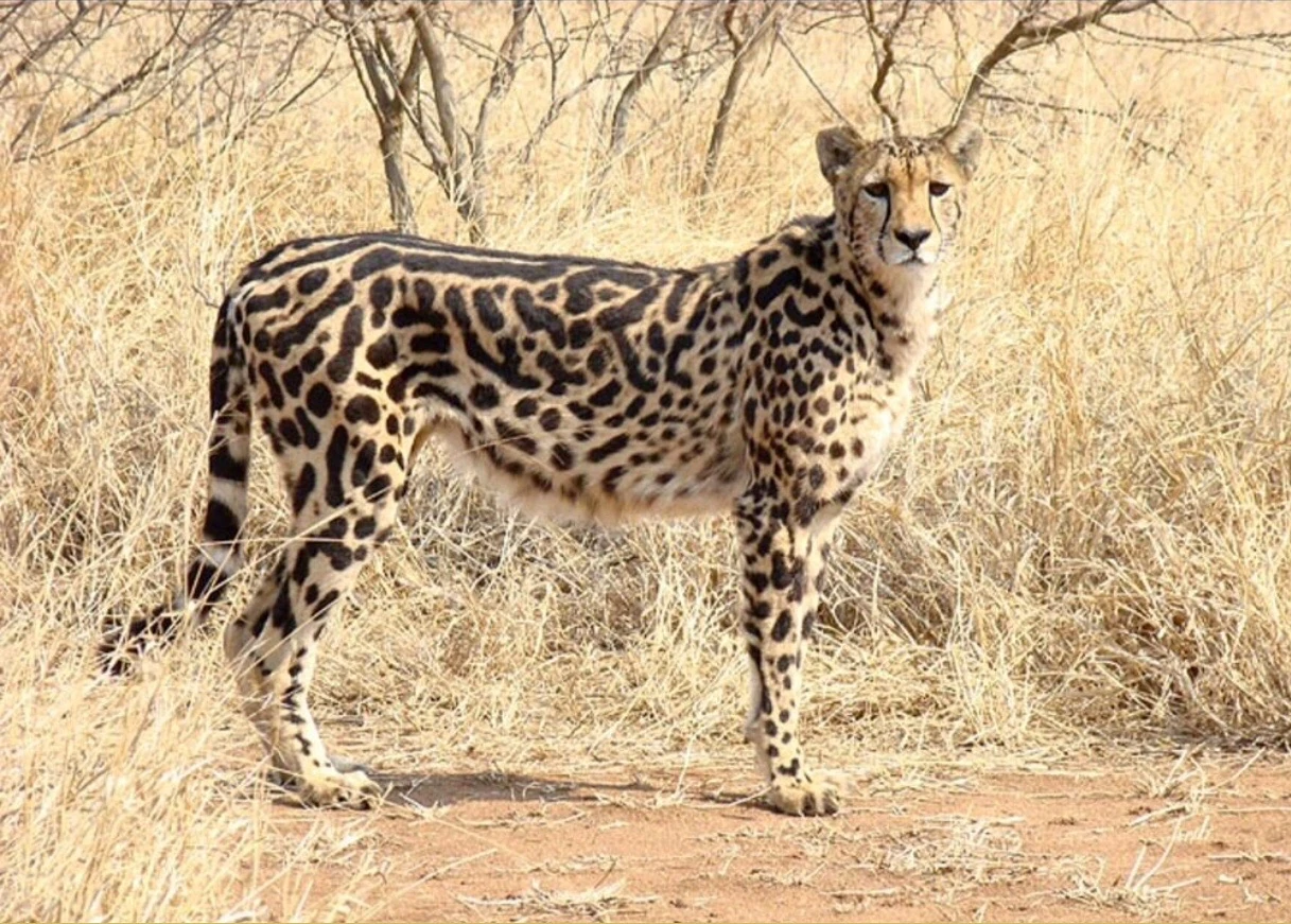 Spotless Cheetah