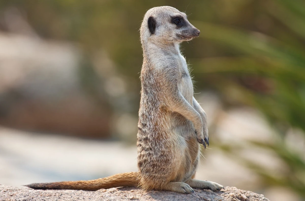 Meerkats | Lion King/Lion Guard Wikia | Fandom