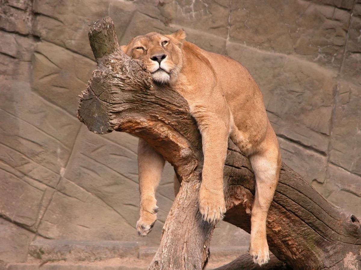 Savannah | Lion pride Wiki | Fandom