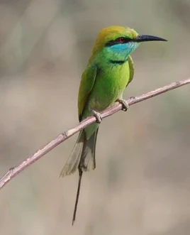 Bee-eaters | The Lion Guard Wiki | Fandom