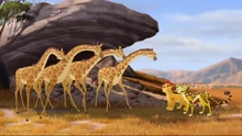 Acacia Grove | The Lion Guard Wiki | Fandom