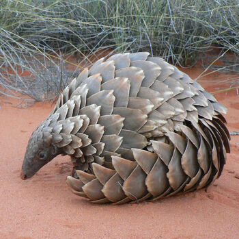 Pangolins | The Lion Guard Wiki | Fandom