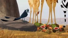 Tamaa | The Lion Guard Wiki | Fandom