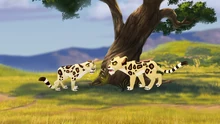 Badili | The Lion Guard Wiki | Fandom
