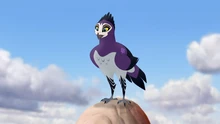 Anga | The Lion Guard Wiki | Fandom