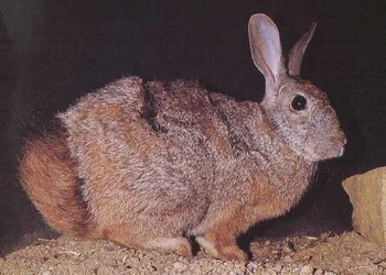 Hares | The Lion Guard Wiki | Fandom