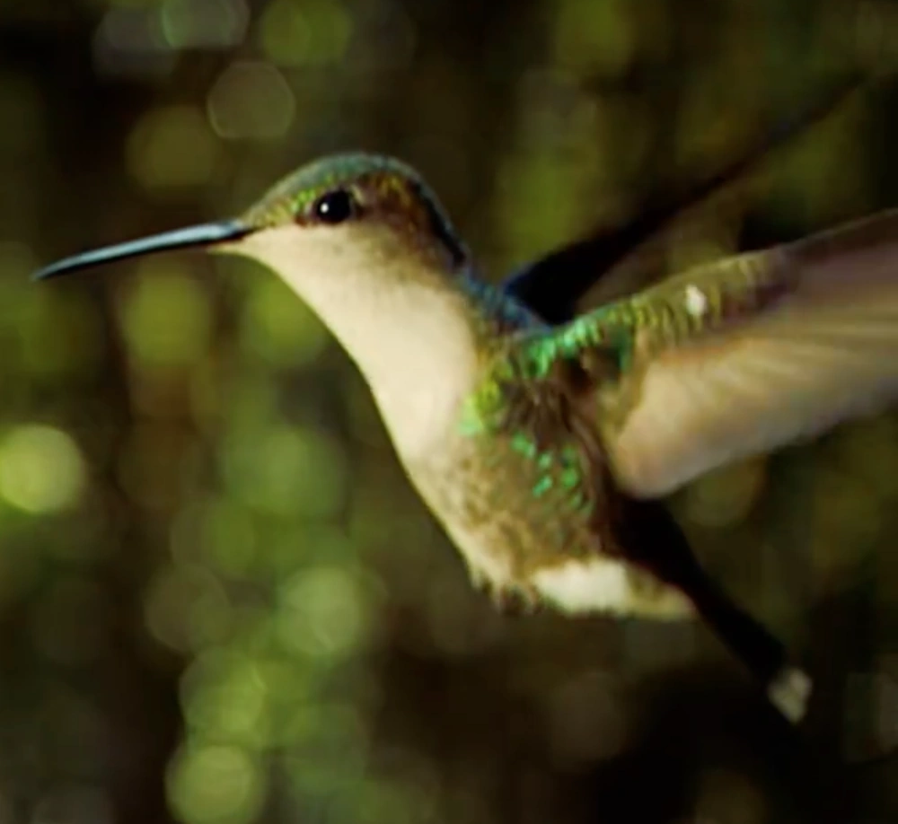 Hummingbird | The Lion Guard Wiki | Fandom