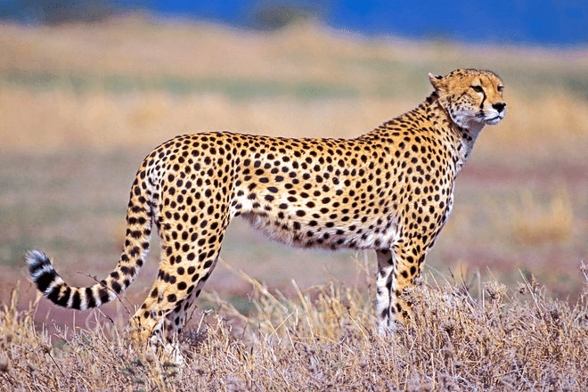 Cheetah In Real Life