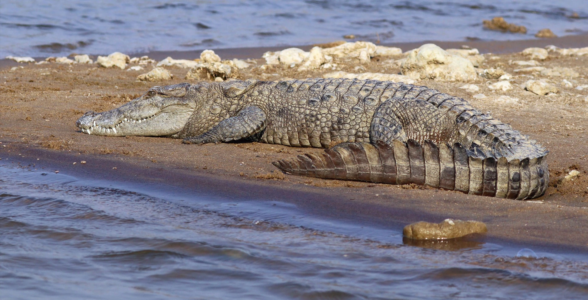 Nile Crocodile Eating Lion