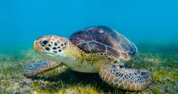 Sea Turtles | The Lion Guard Wiki | Fandom