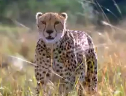 Cheetah In Real Life